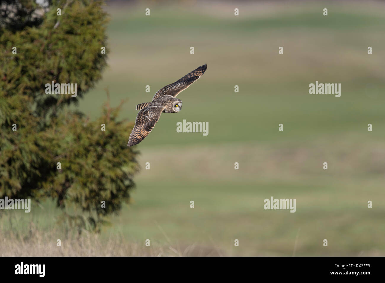 Hunts by flying low over the ground hi-res stock photography and images ...