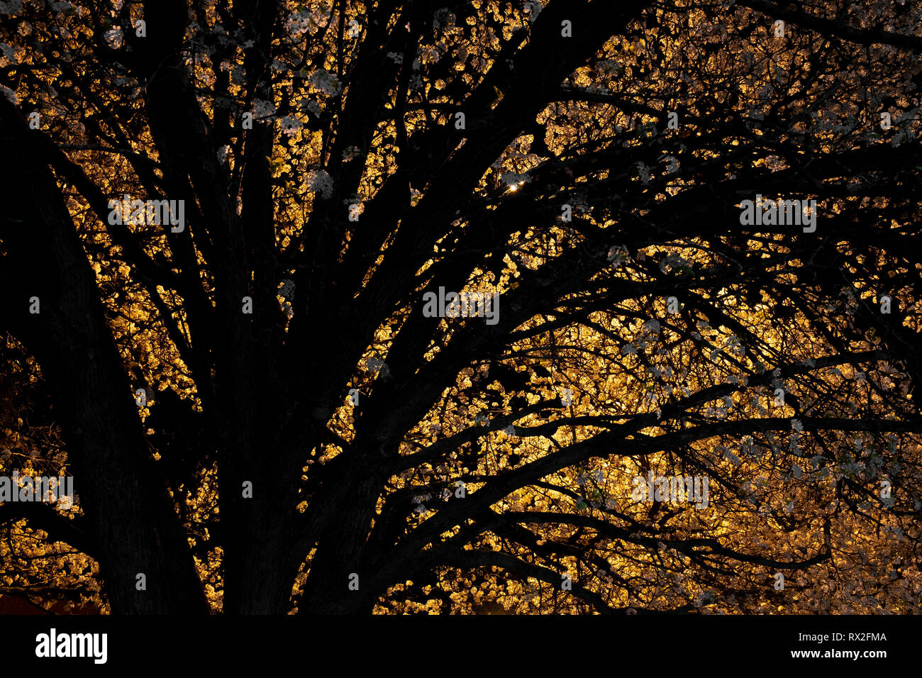 Springtime tree canopy of a Bradford or callery pear covered in ...