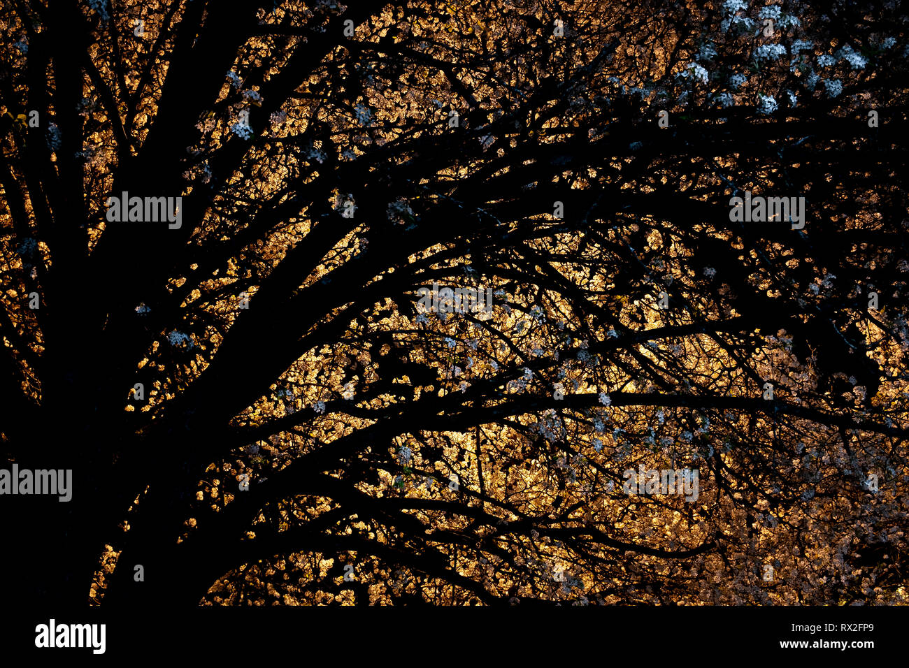 Springtime tree canopy of a Bradford or callery pear covered in blooms ...
