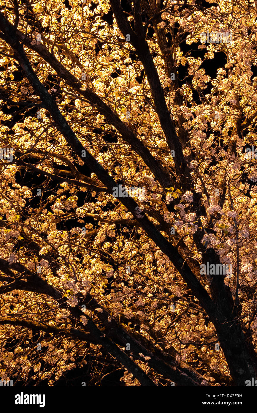 Callery pear tree hi-res stock photography and images - Alamy
