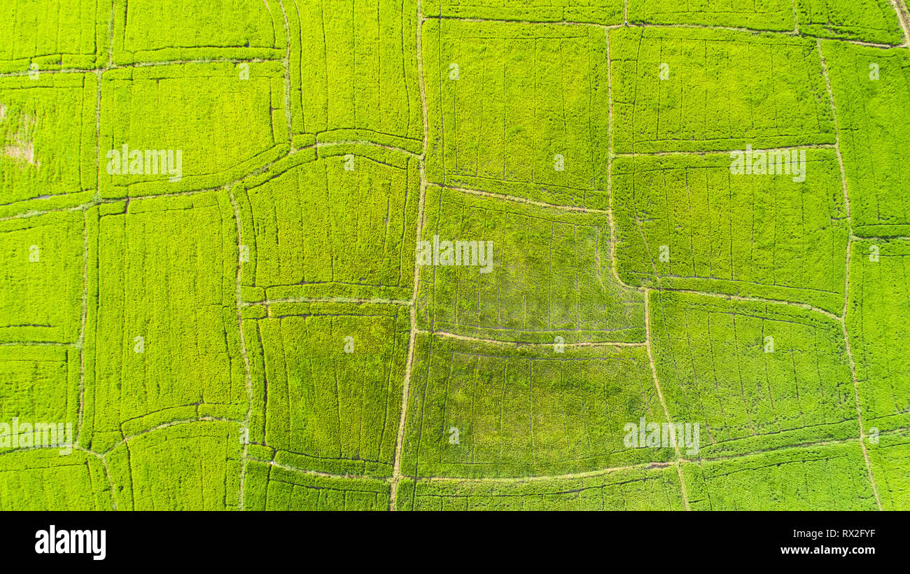 Tropical rice hi-res stock photography and images - Alamy