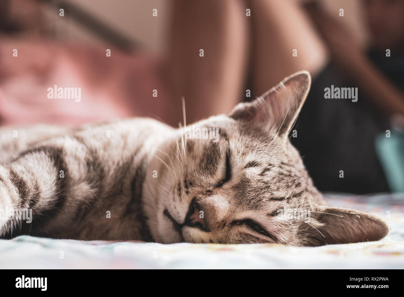 The ginger cat sleeps on the bed Stock Photo - Alamy