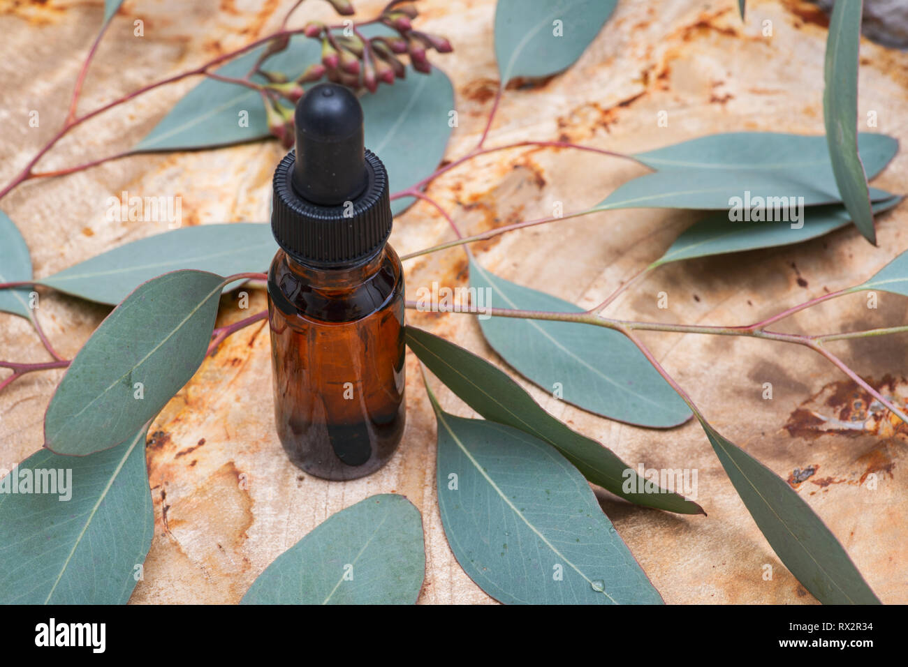 Eucalyptus Essential oil in Amber Round Glass Bottle with Glass Dropper ...