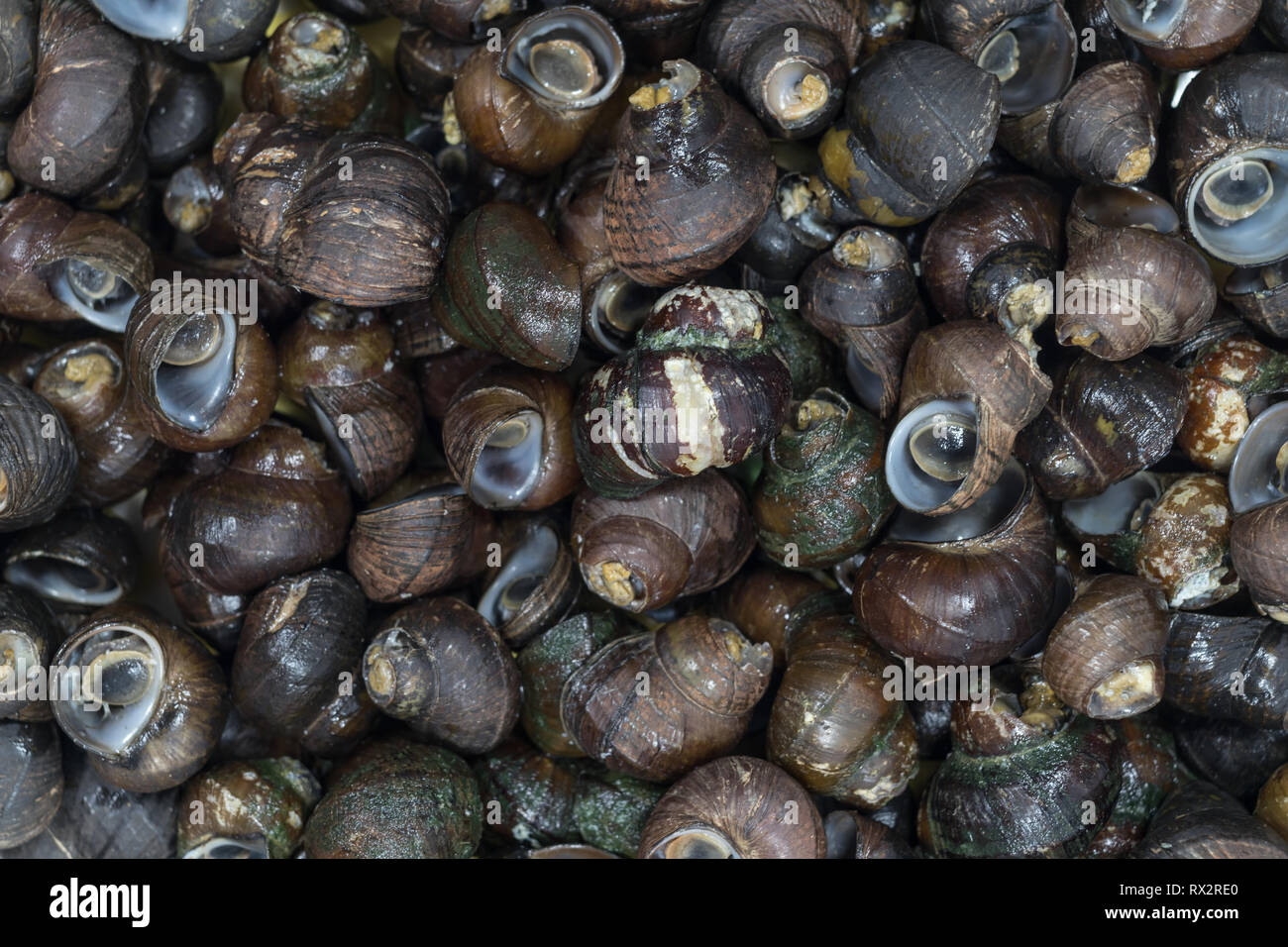 Top view close up river snail in the market Stock Photo - Alamy