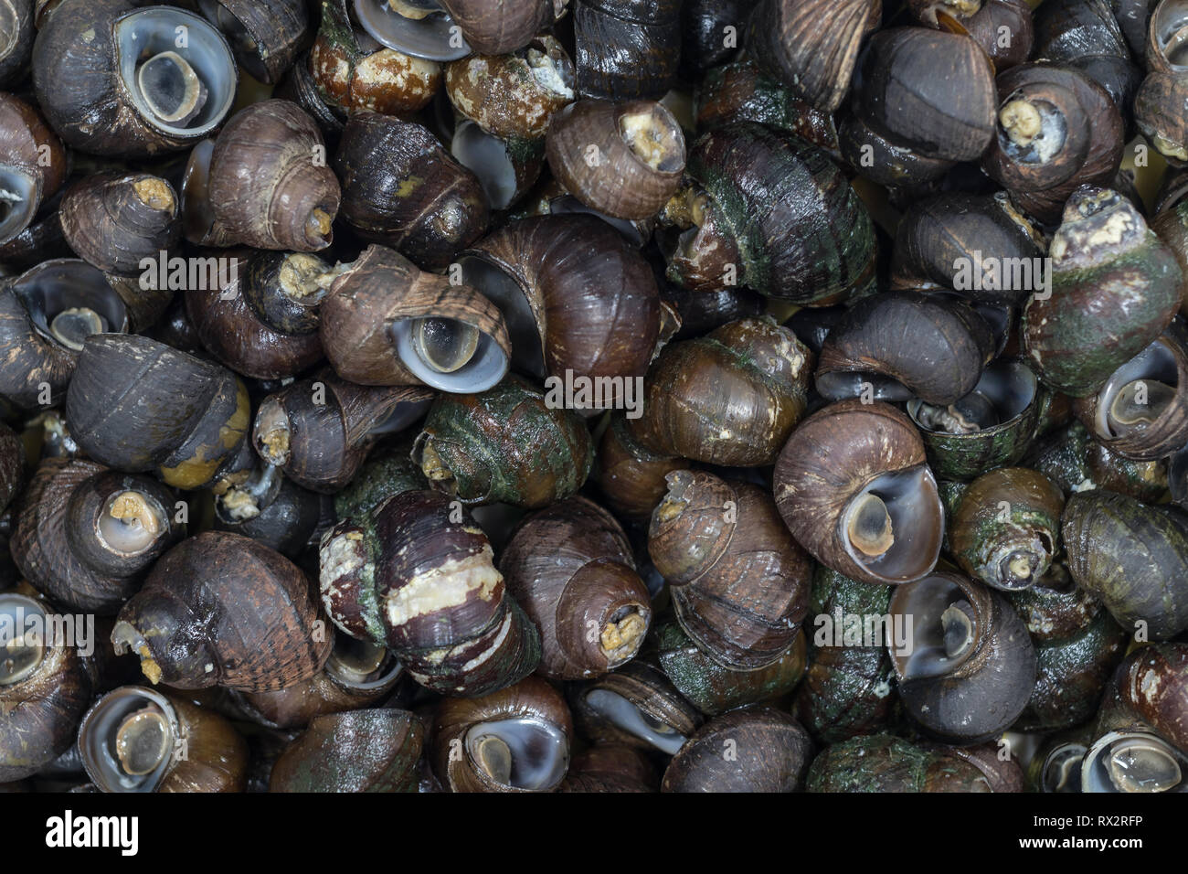 River snail hi-res stock photography and images - Alamy