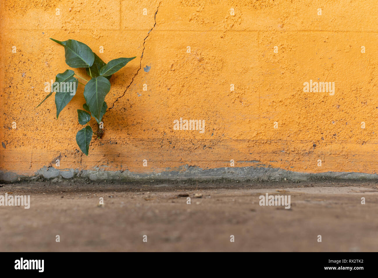 The tree grows in a orange wall with cracks Stock Photo - Alamy