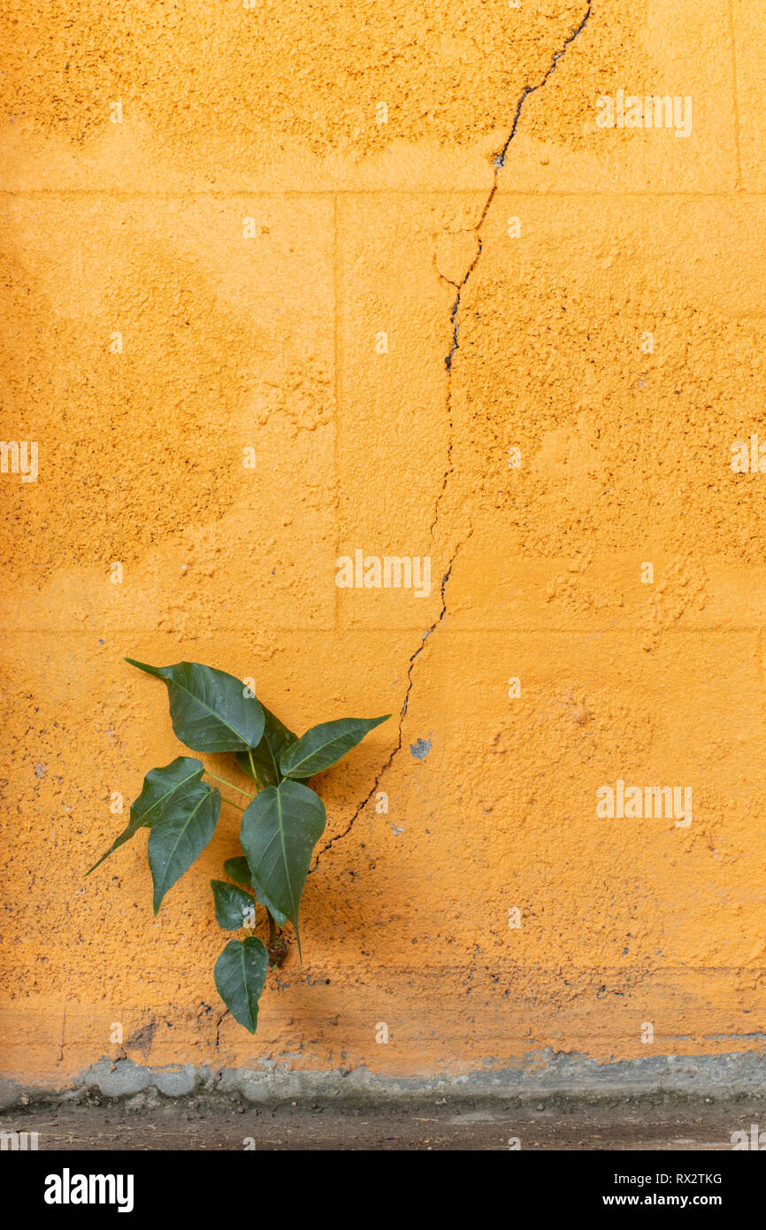 The tree grows in a orange wall with cracks Stock Photo - Alamy