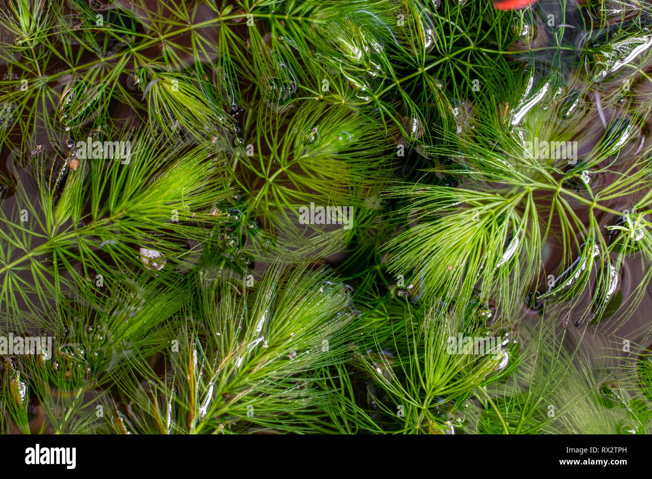 Coontail hi-res stock photography and images - Alamy