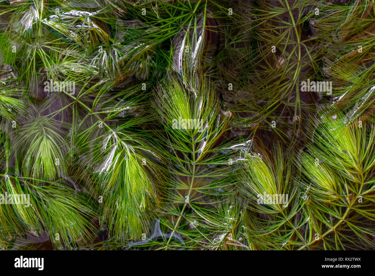 coontail weed in water Stock Photo - Alamy