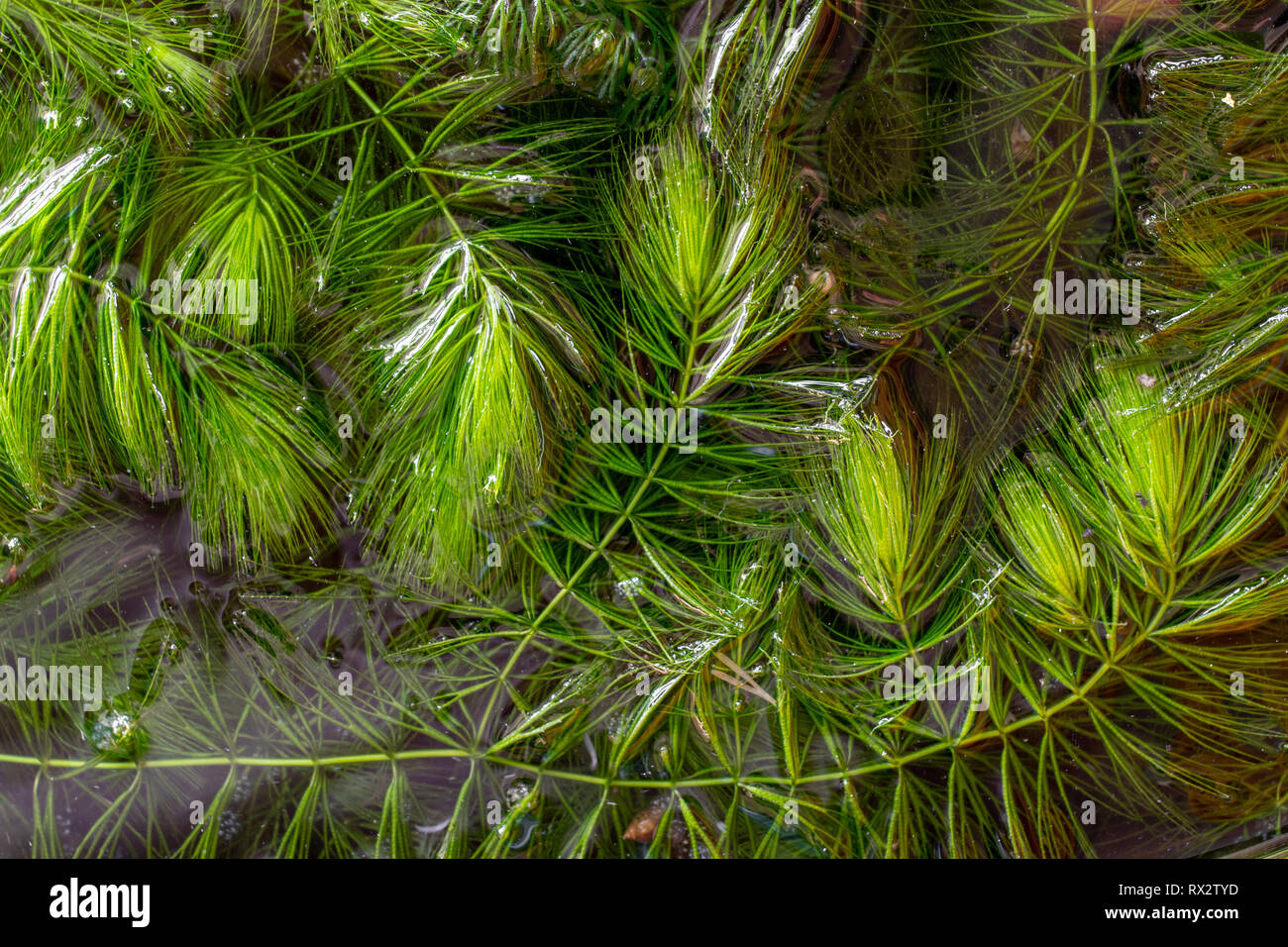 coontail weed in water Stock Photo - Alamy