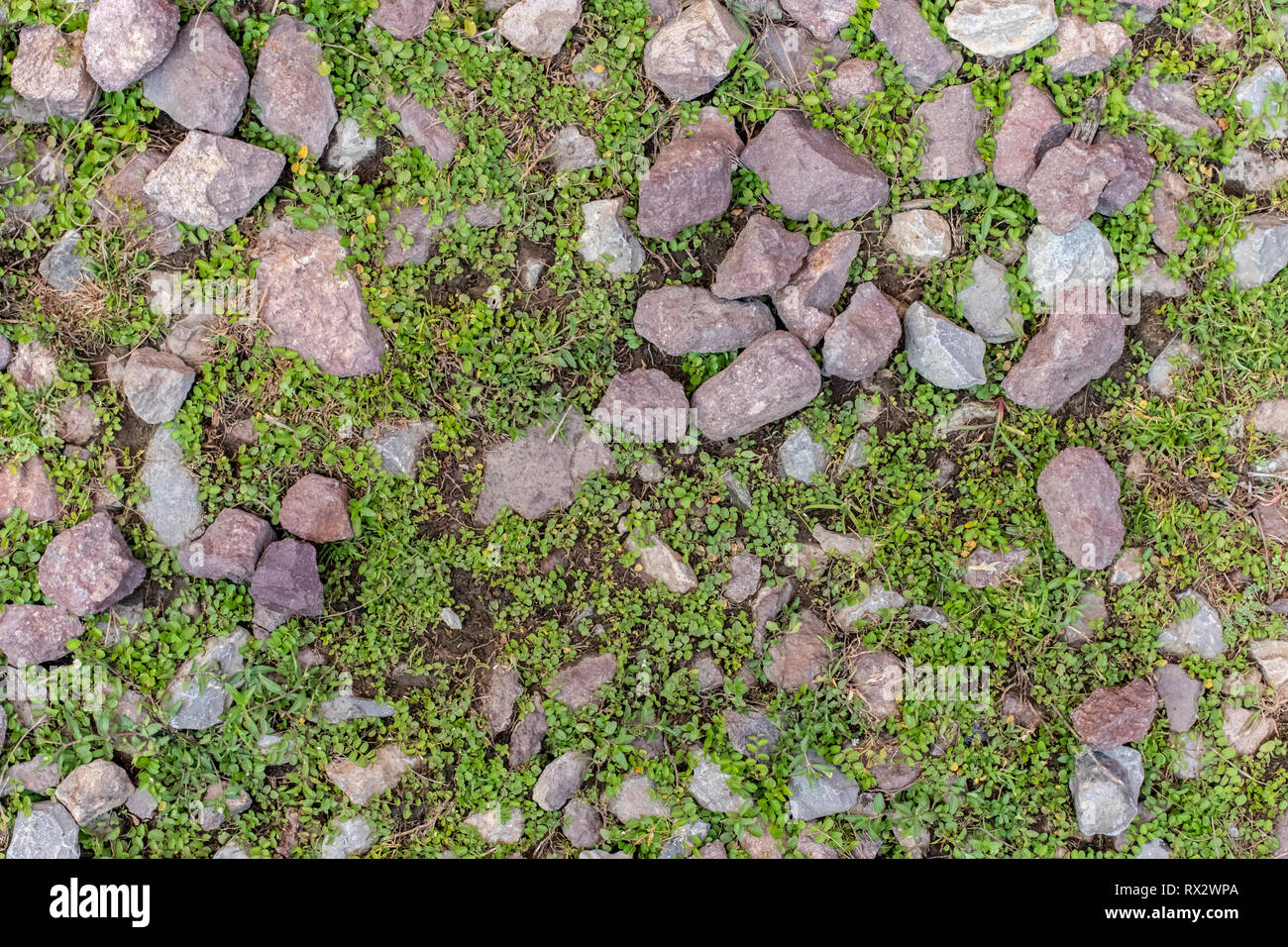 Top view the ground with rocks and small trees Stock Photo - Alamy