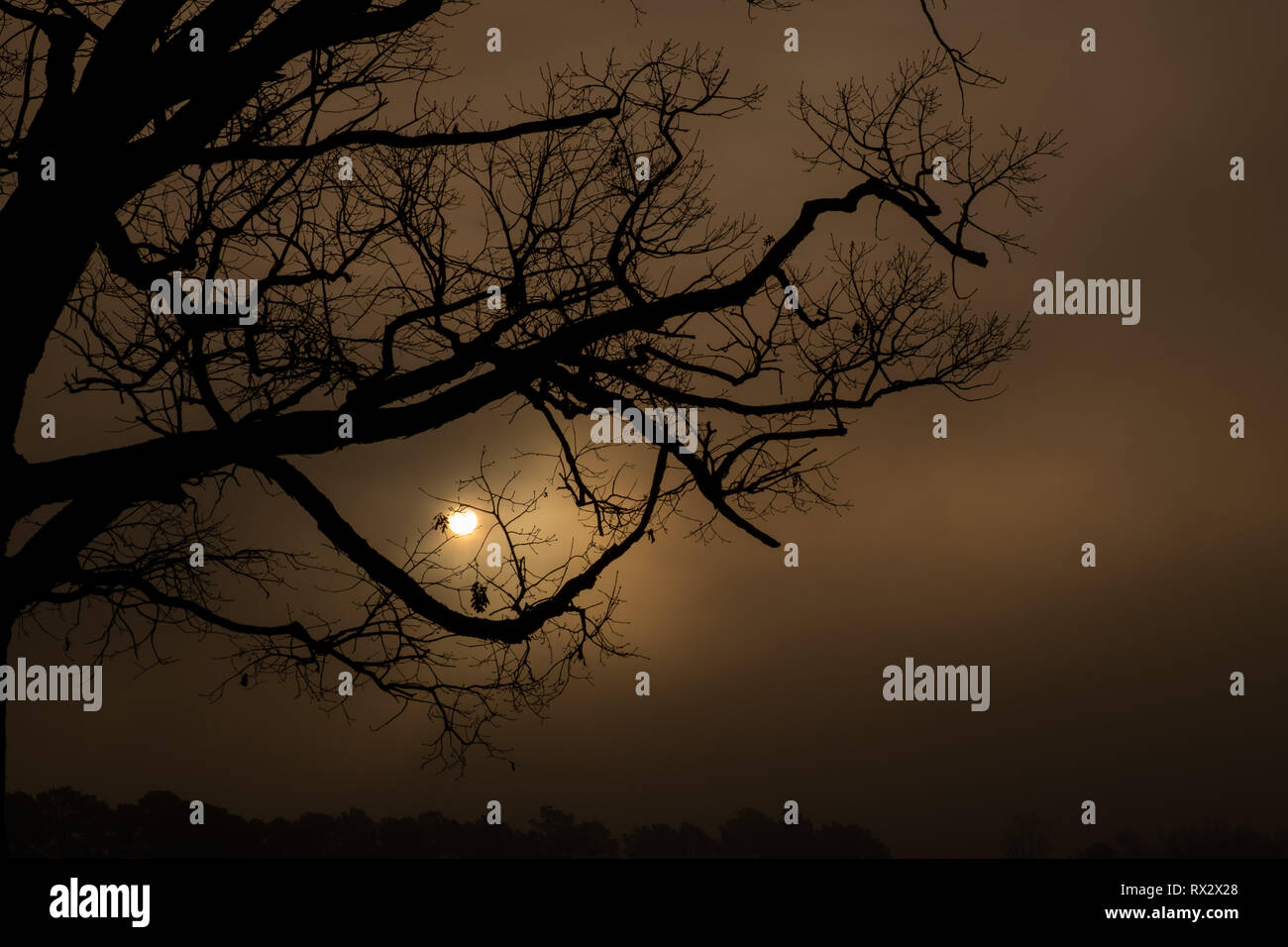 A barren oak tree is silhouetted by a foggy sunrise in Raleigh North ...