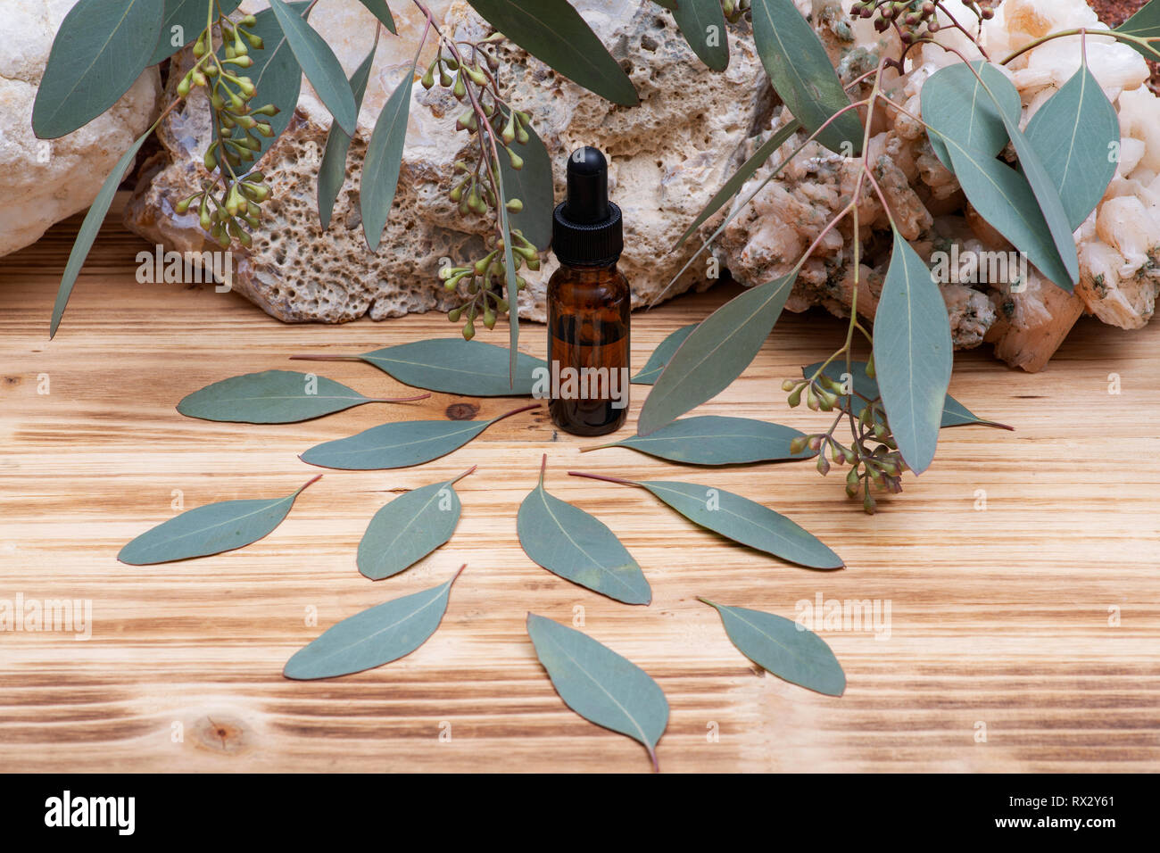 Eucalyptus Essential oil in Amber Round Glass Bottle with Glass Dropper ...
