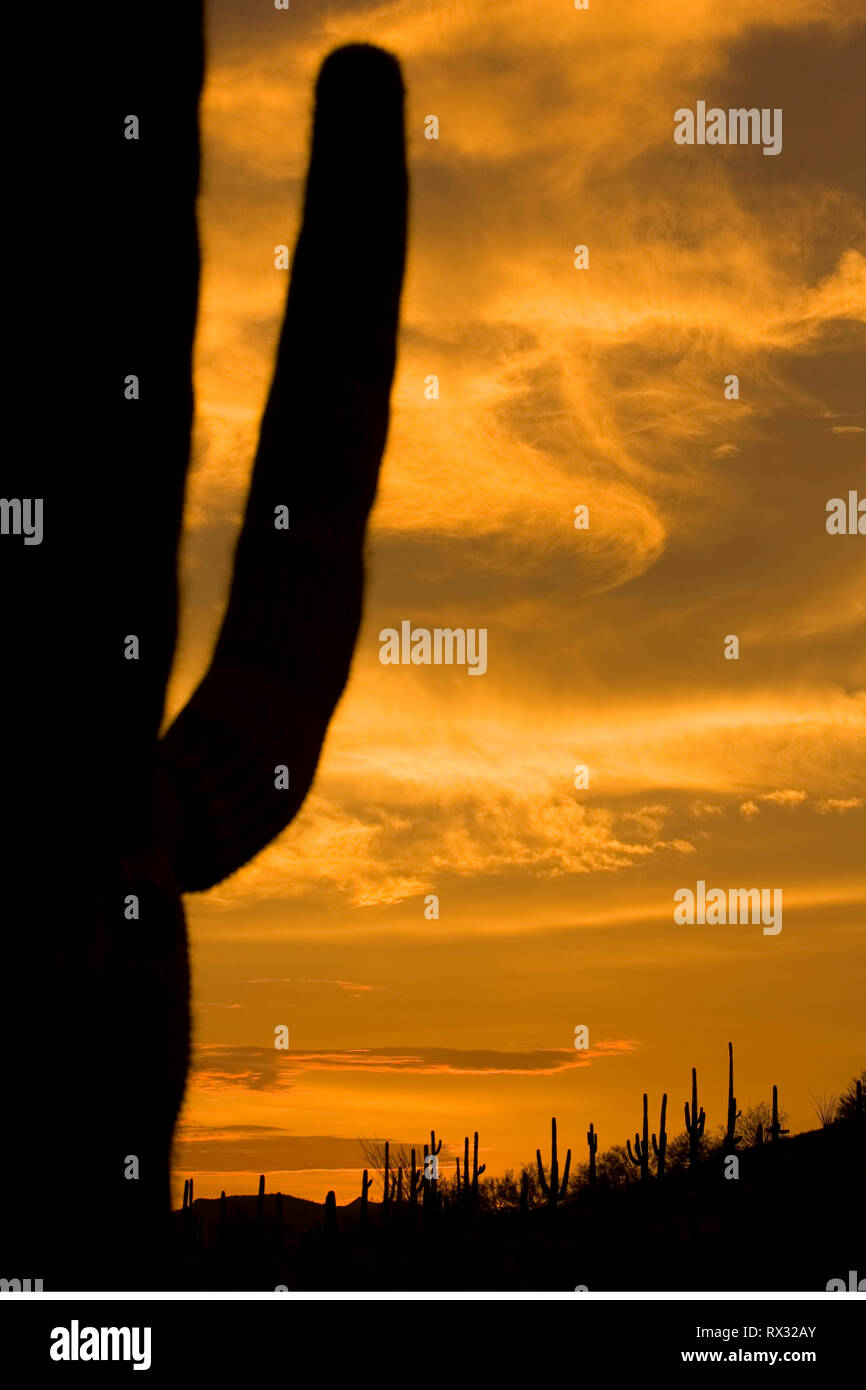 A silhouette of a cactus at sunset in Phoenix, Arizona Stock Photo - Alamy