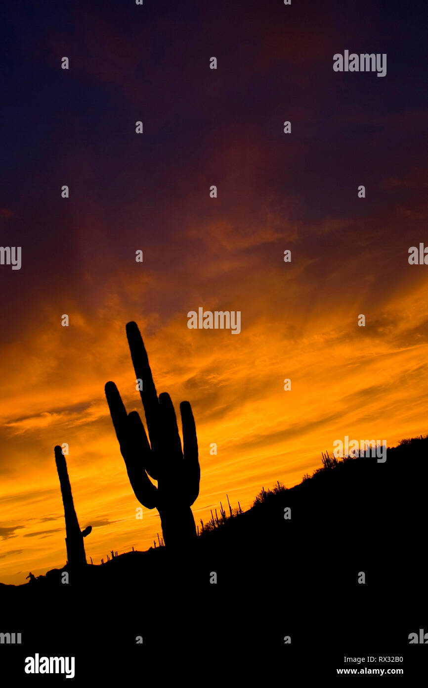 A silhouette of a cactus at sunset in Phoenix, Arizona Stock Photo - Alamy