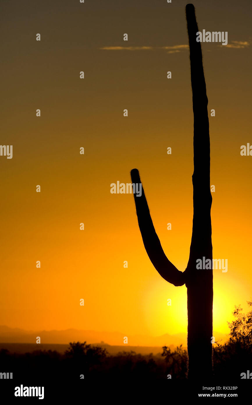 Phoenix arizona cactus hi-res stock photography and images - Alamy
