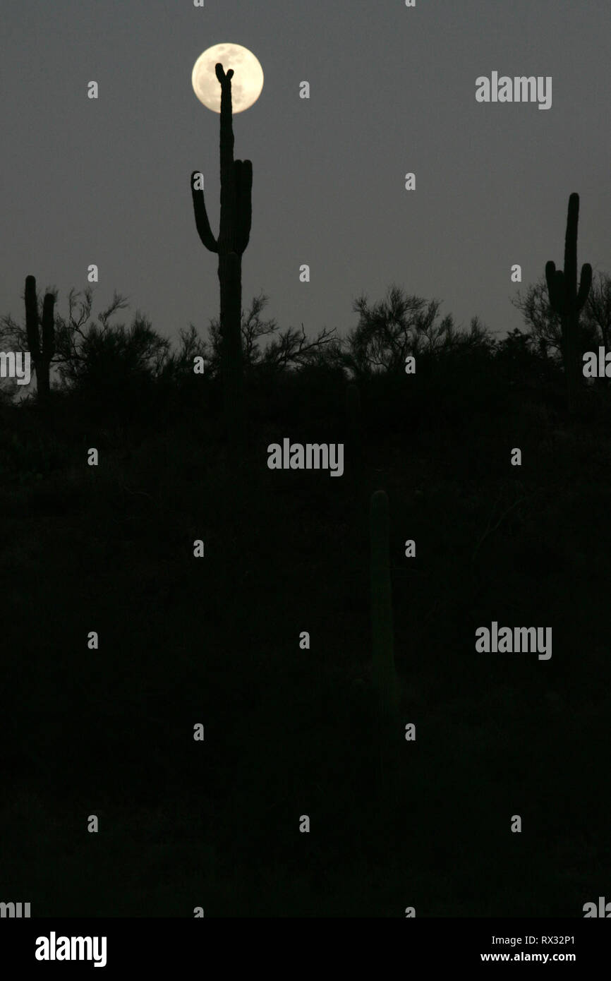 A full moon rises in the Arizona desert illuminating a cactus Stock ...
