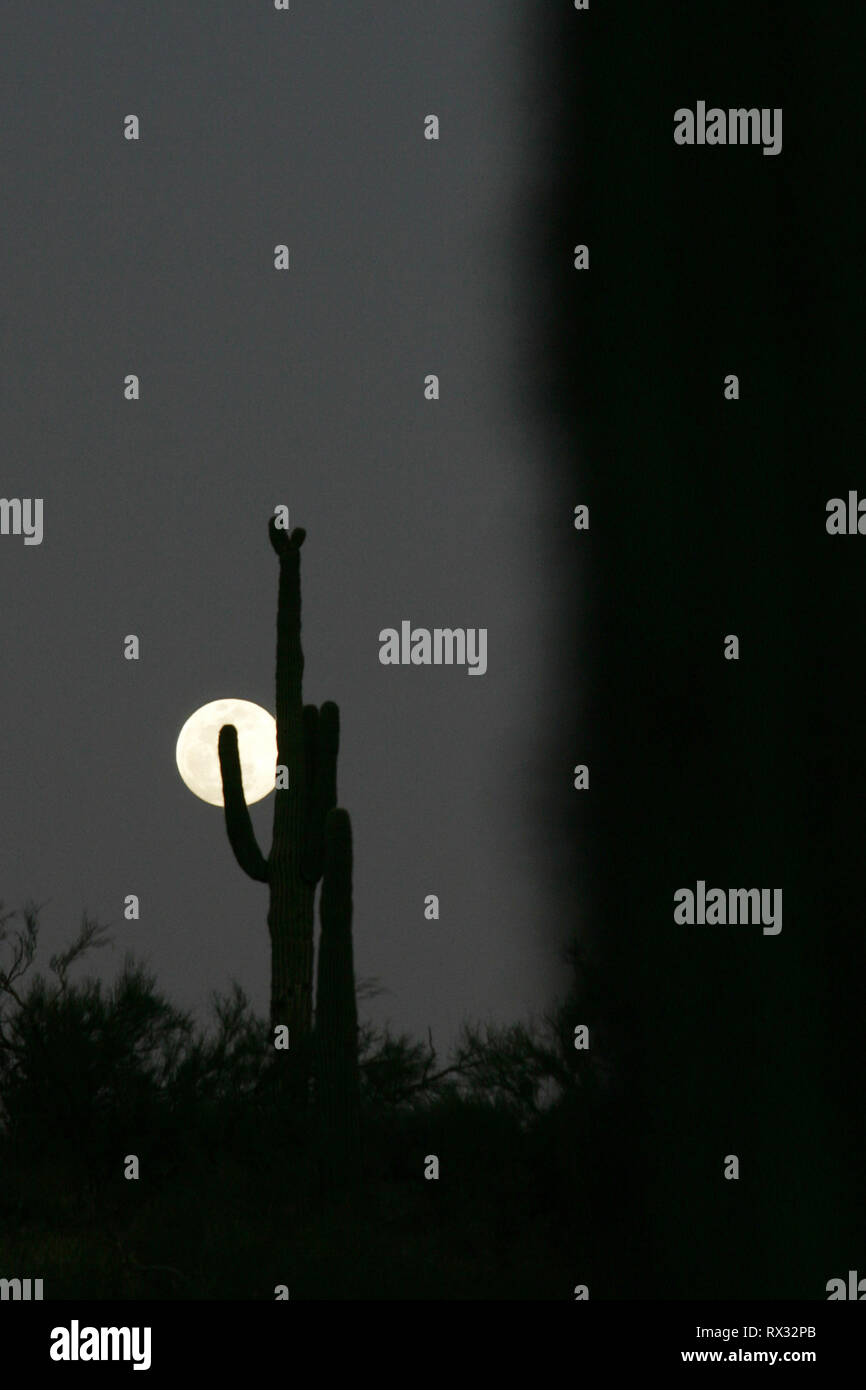 A full moon rises in the Arizona desert illuminating a cactus Stock ...