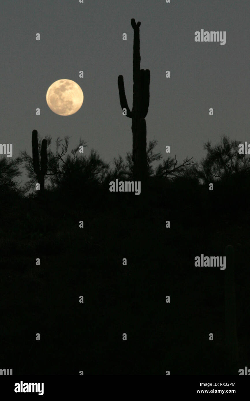 A full moon rises in the Arizona desert illuminating a cactus Stock ...