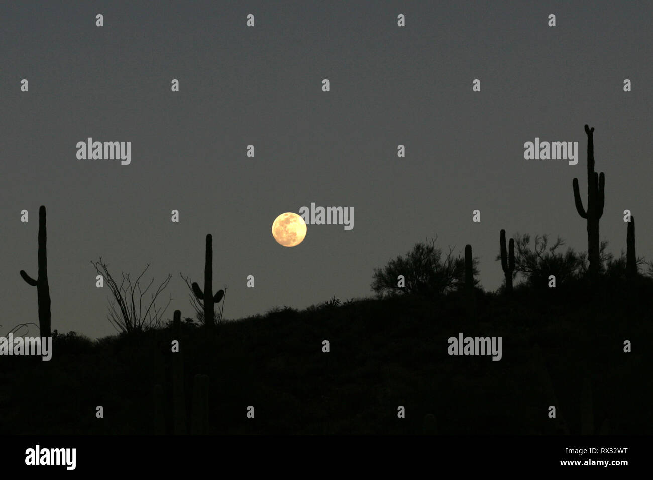 A full moon rises in the Arizona desert illuminating a cactus Stock ...