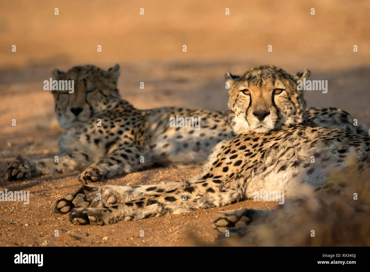 Cheetah in afternoon light Stock Photo - Alamy