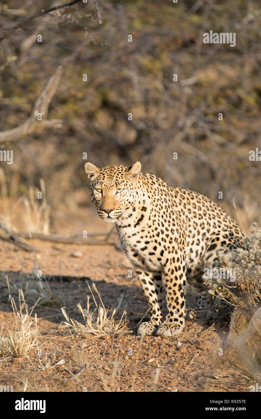 Mapungubwe golden hi-res stock photography and images - Alamy