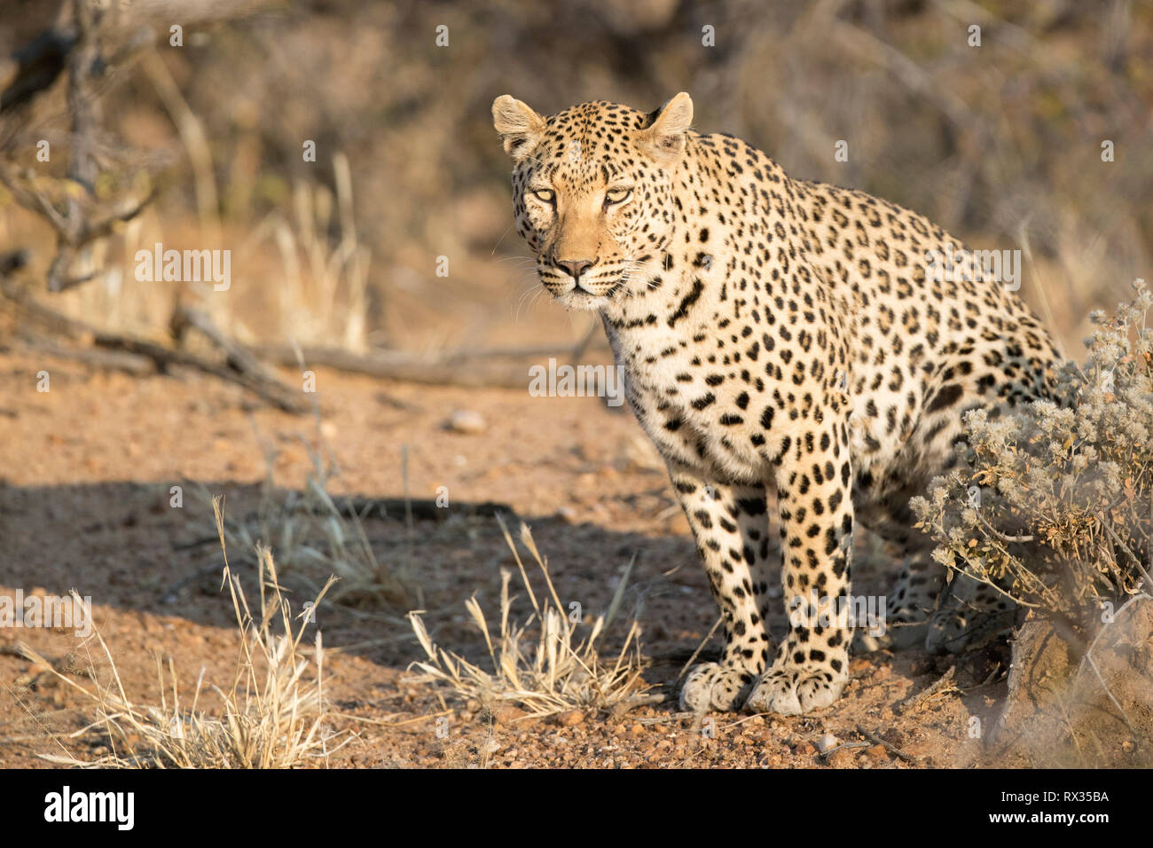 Mapungubwe golden hi-res stock photography and images - Alamy