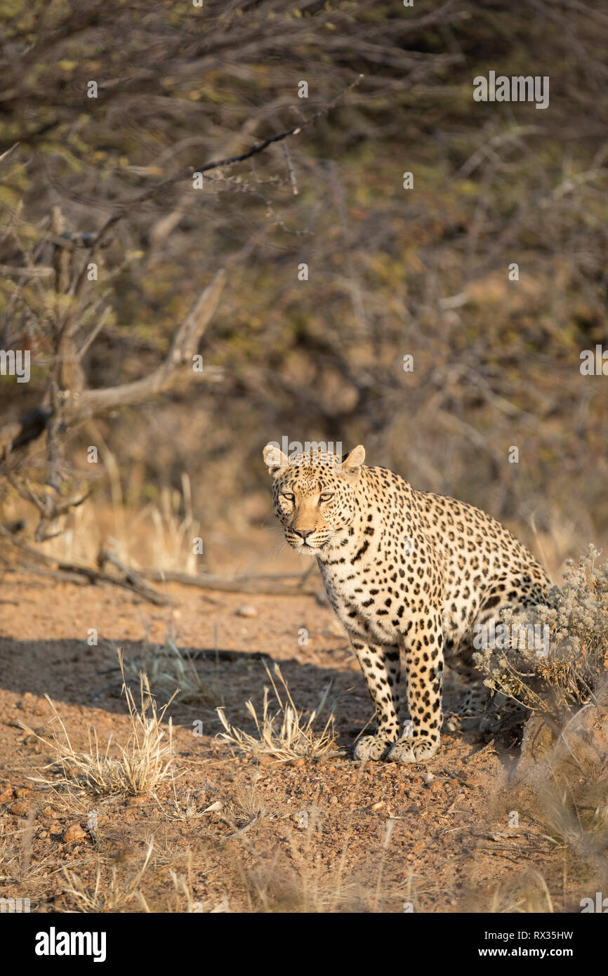Mapungubwe golden hi-res stock photography and images - Alamy