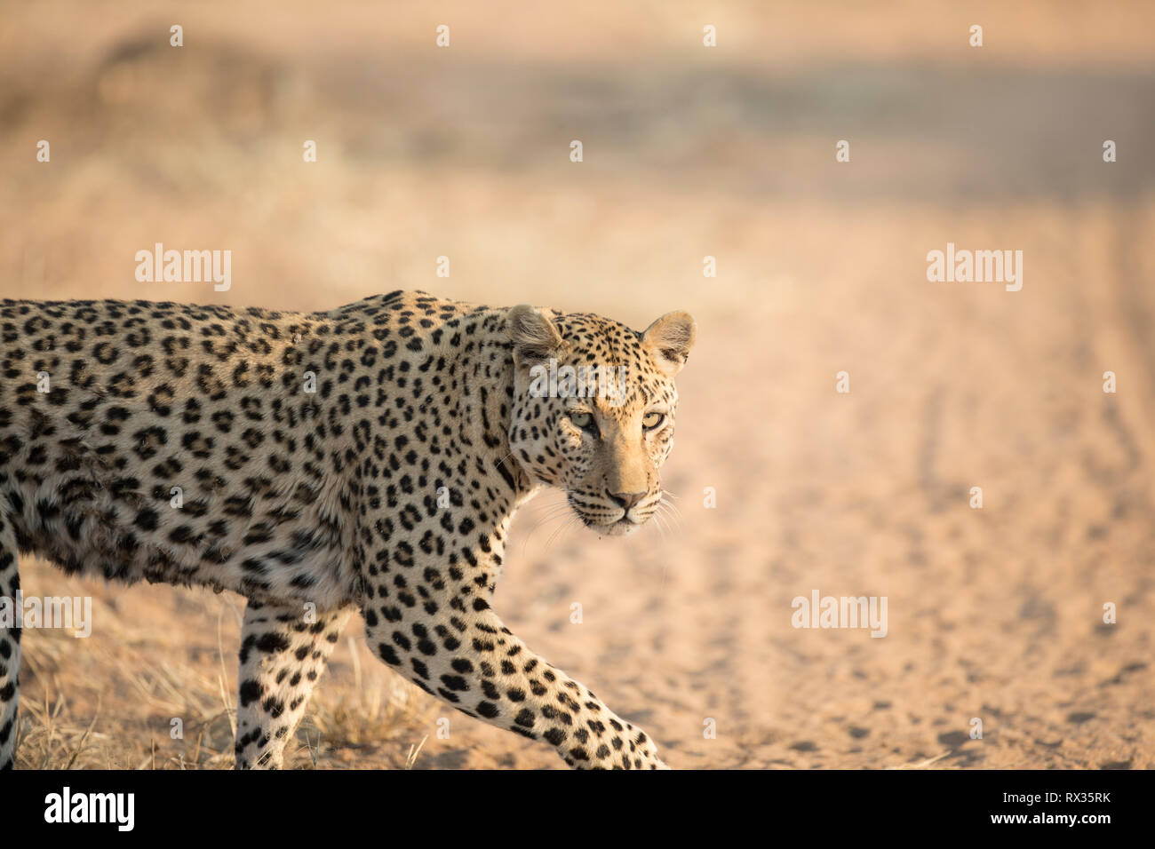 Mapungubwe golden hi-res stock photography and images - Alamy