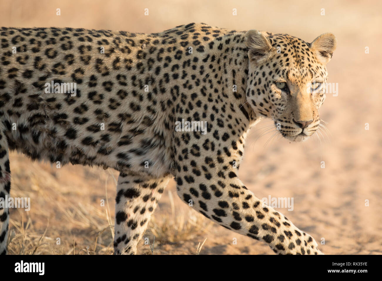 Mapungubwe golden hi-res stock photography and images - Alamy