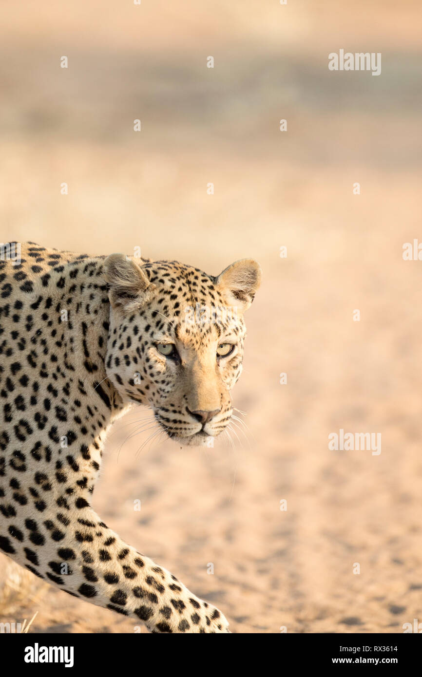 A leopard in the golden morning light Stock Photo - Alamy