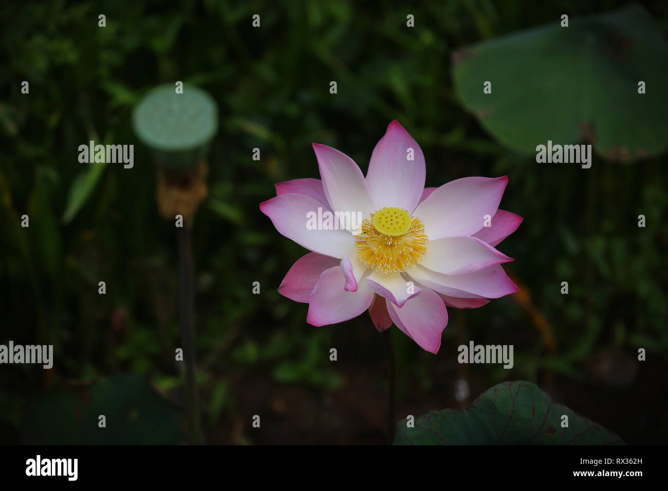 Flower in the daylight hi-res stock photography and images - Alamy