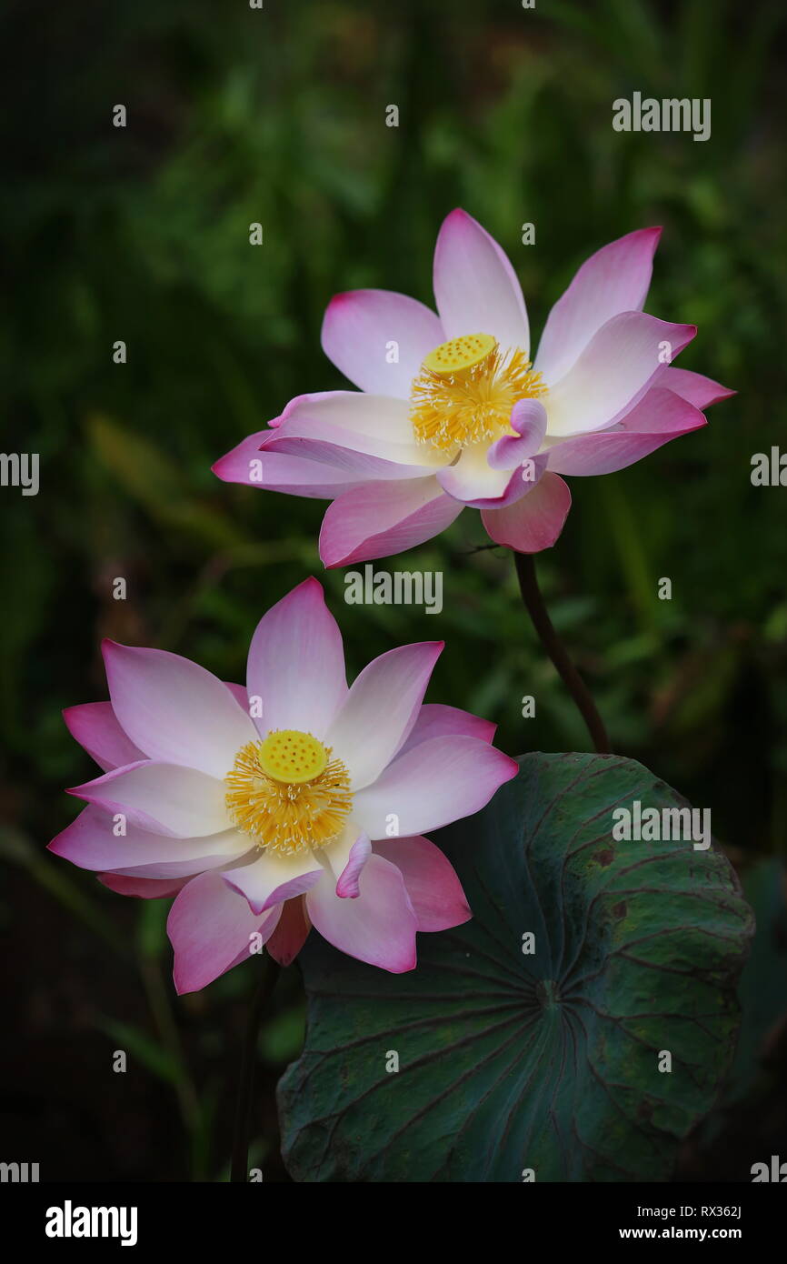 Pink lotus blooming close hi-res stock photography and images - Alamy