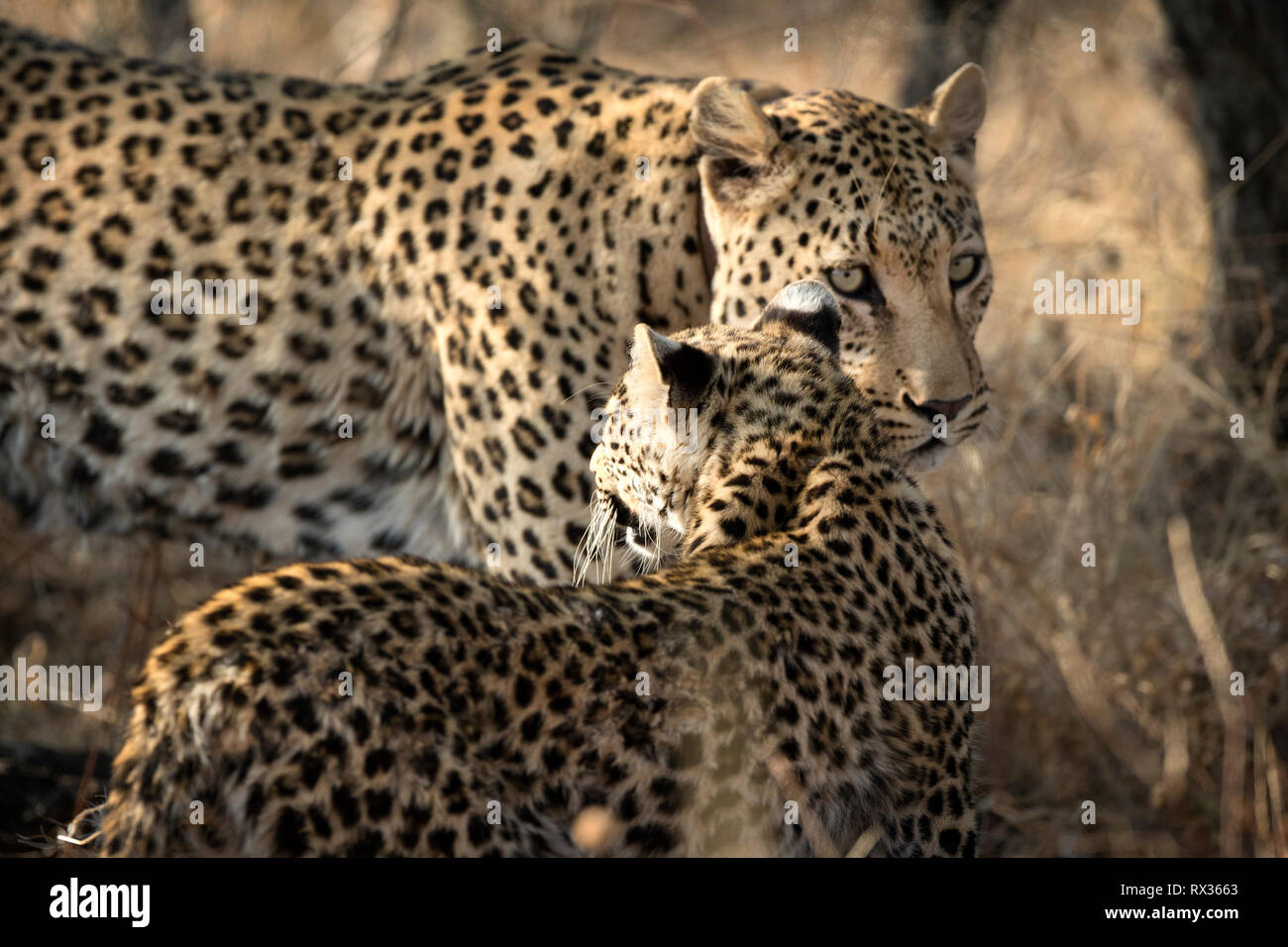 Mother leopard and her cub hi-res stock photography and images - Alamy