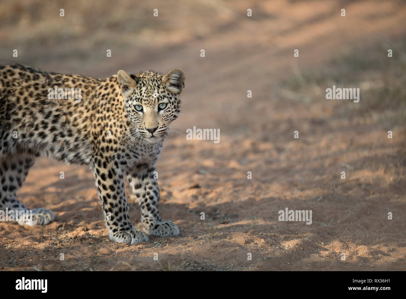 Leopard in wild namibia hi-res stock photography and images - Alamy
