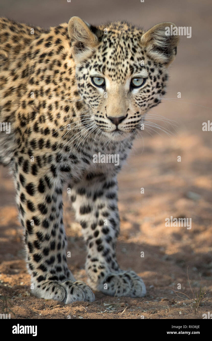 Female leopard cub hi-res stock photography and images - Alamy