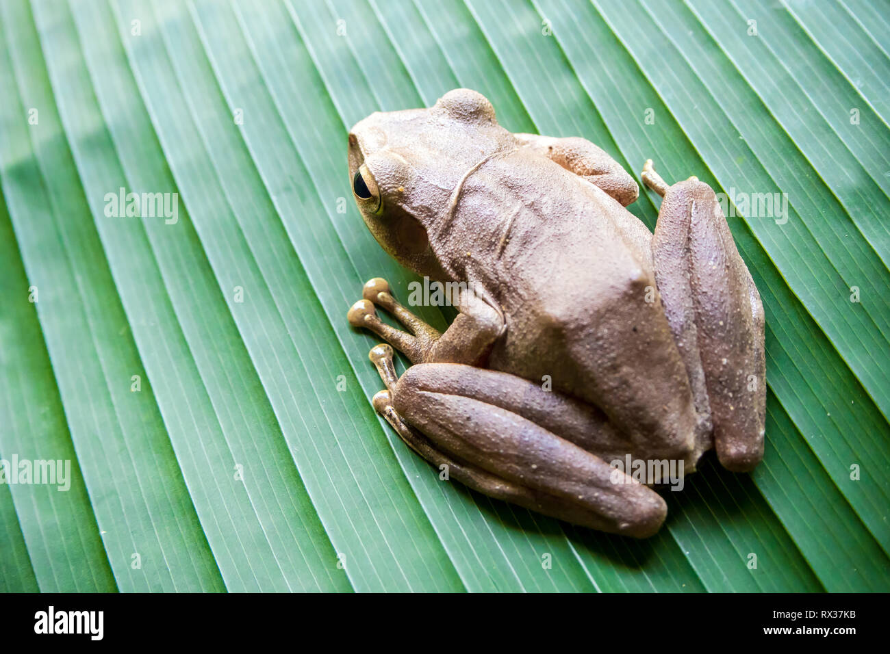 Banana tree frog hi-res stock photography and images - Alamy