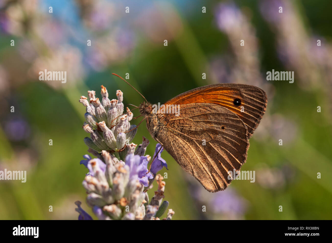 Beautiful maniola jurtina butterfly hi-res stock photography and images ...