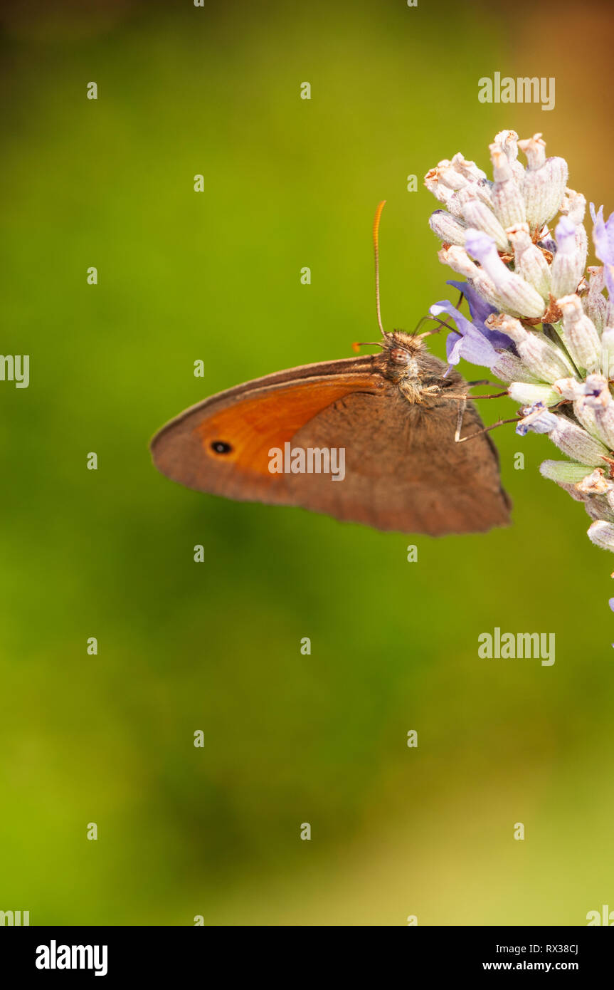 Beautiful Maniola jurtina butterfly on lavender angustifolia, lavandula ...
