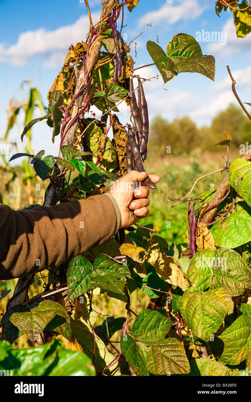 Beans village garden hi-res stock photography and images - Alamy