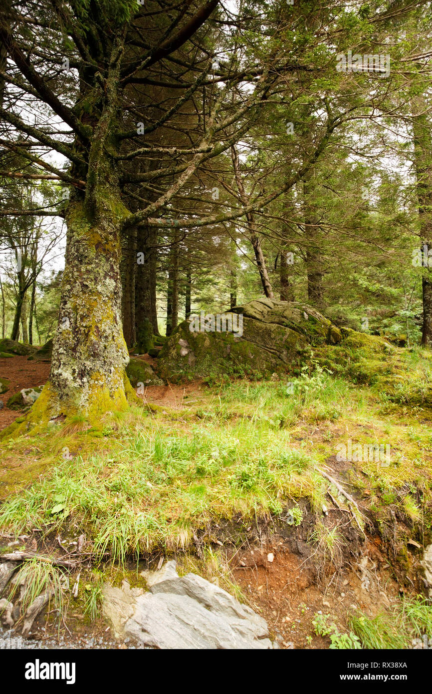 Trees and the rock with moss in the forest in Norway Stock Photo - Alamy