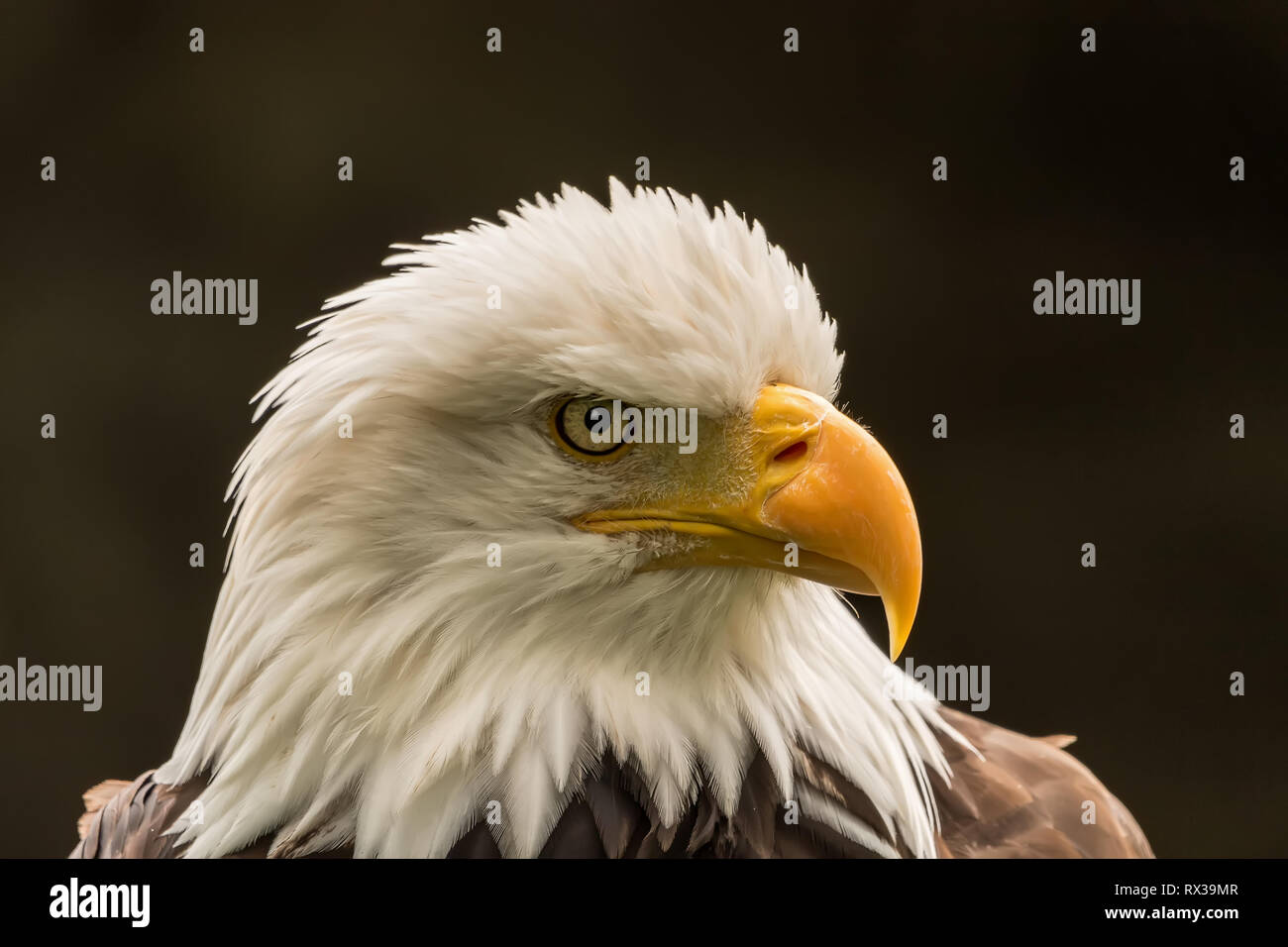 Nestled in the green hills of south Sligo, Ireland's largest sanctuary ...