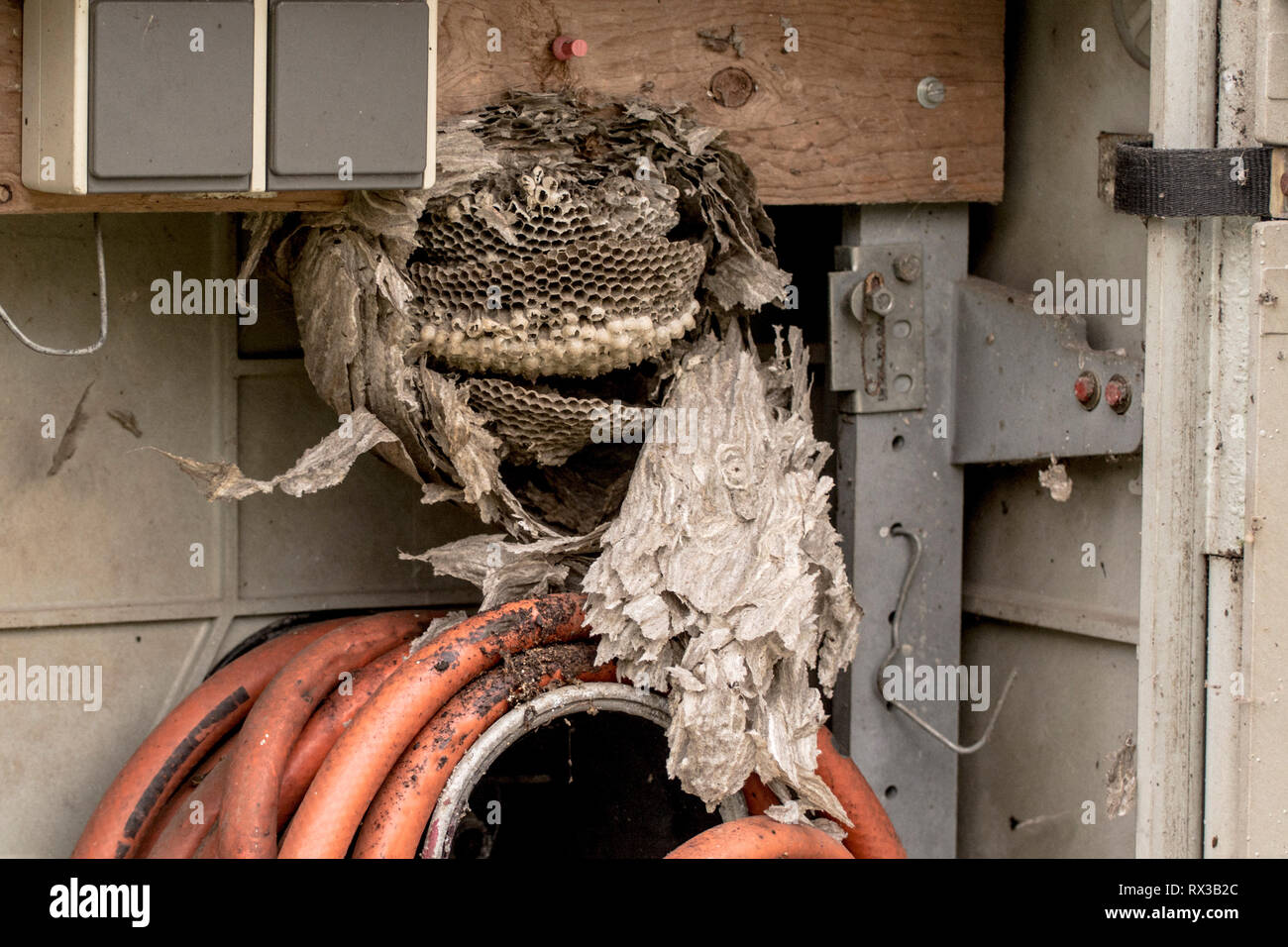 Big abandoned wasp nest in a garden house with a coiled up water hose ...