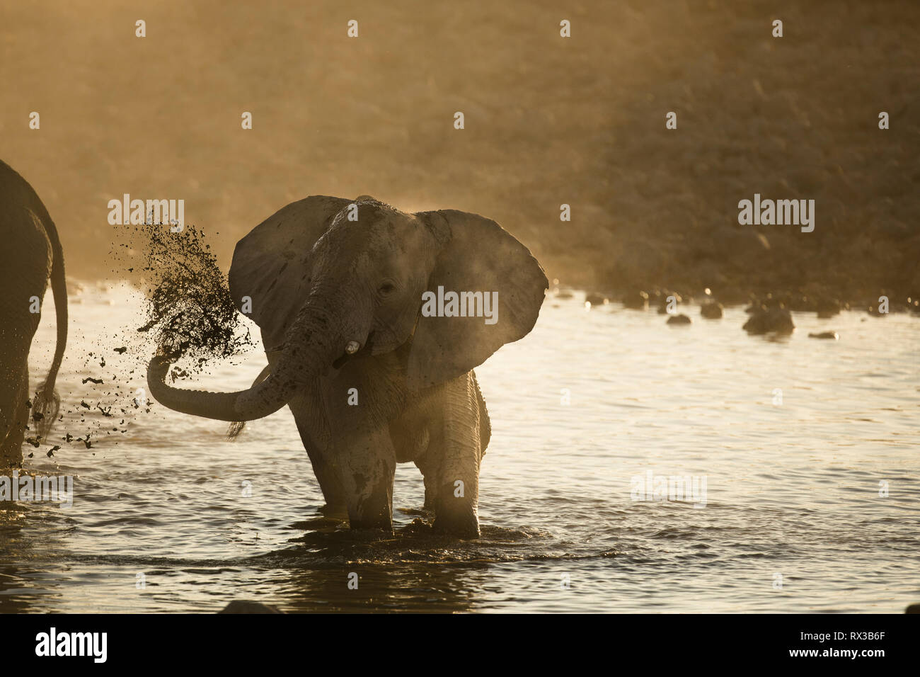 An Elephant splashing mud over its back Stock Photo - Alamy