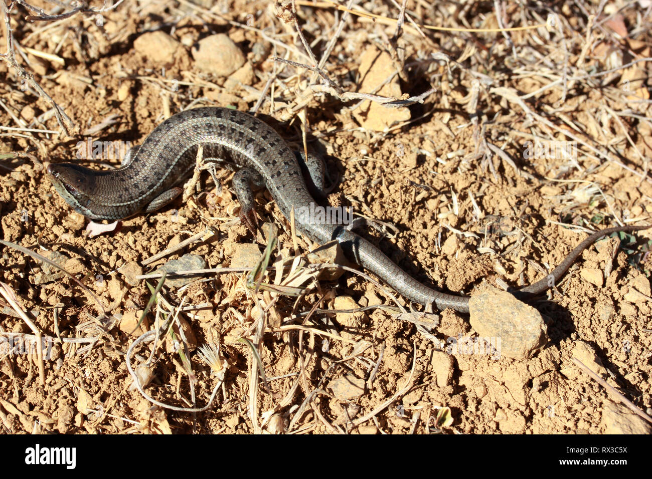 Pregnant lizard hi-res stock photography and images - Alamy