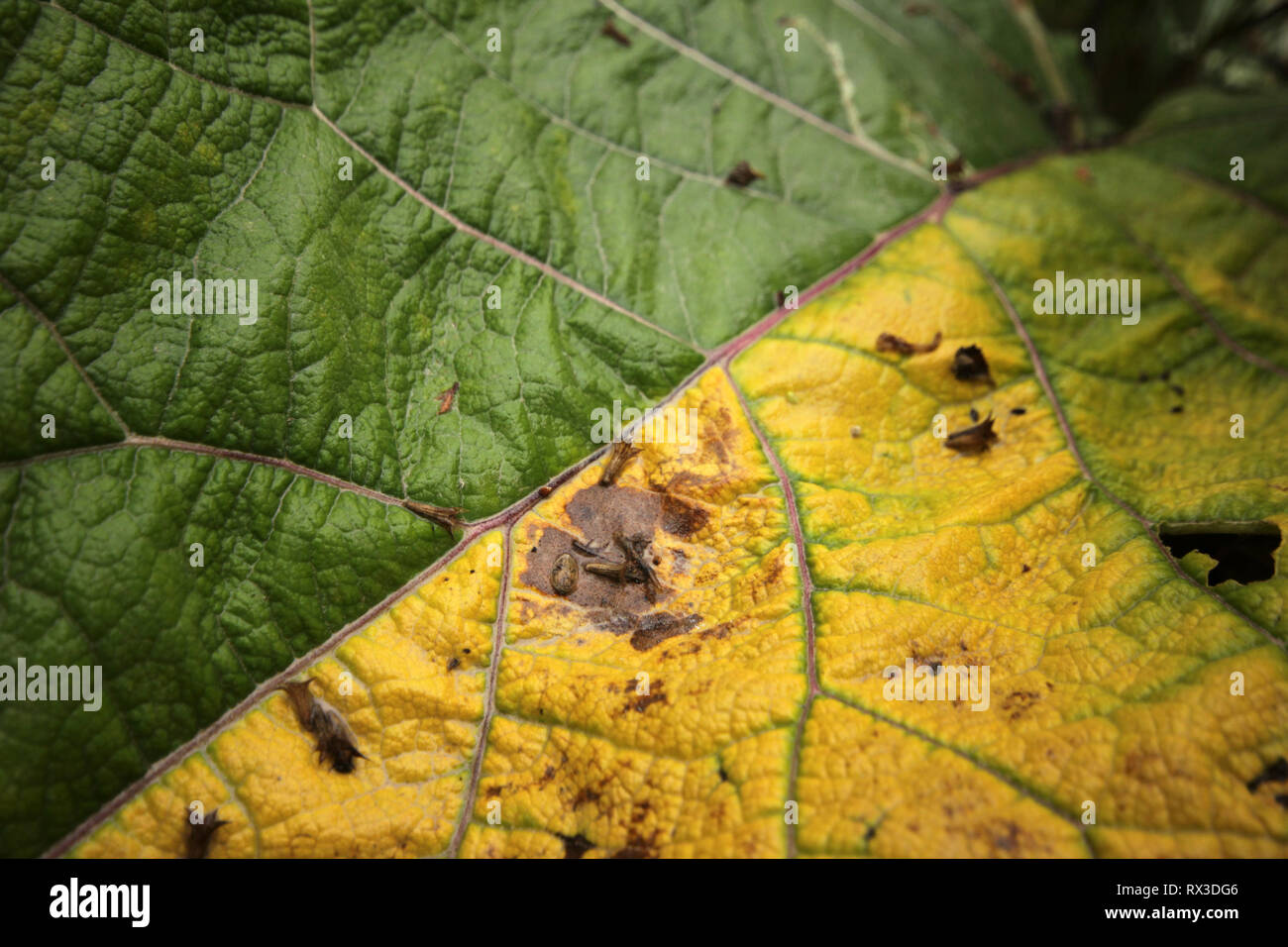 Torn plant part hi-res stock photography and images - Alamy