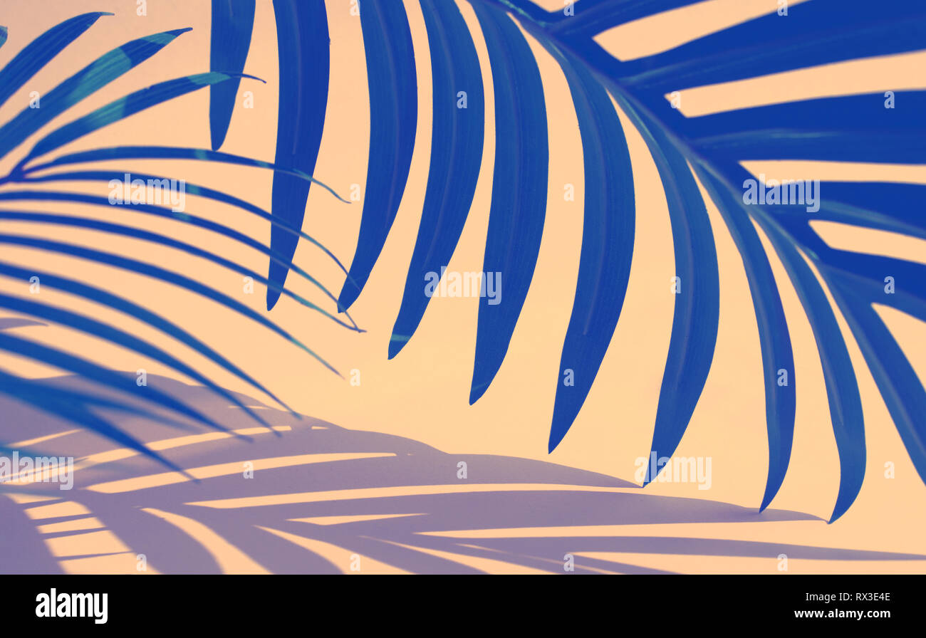 Selective focus of exotic tropical leaf in color gradient.abstract ...