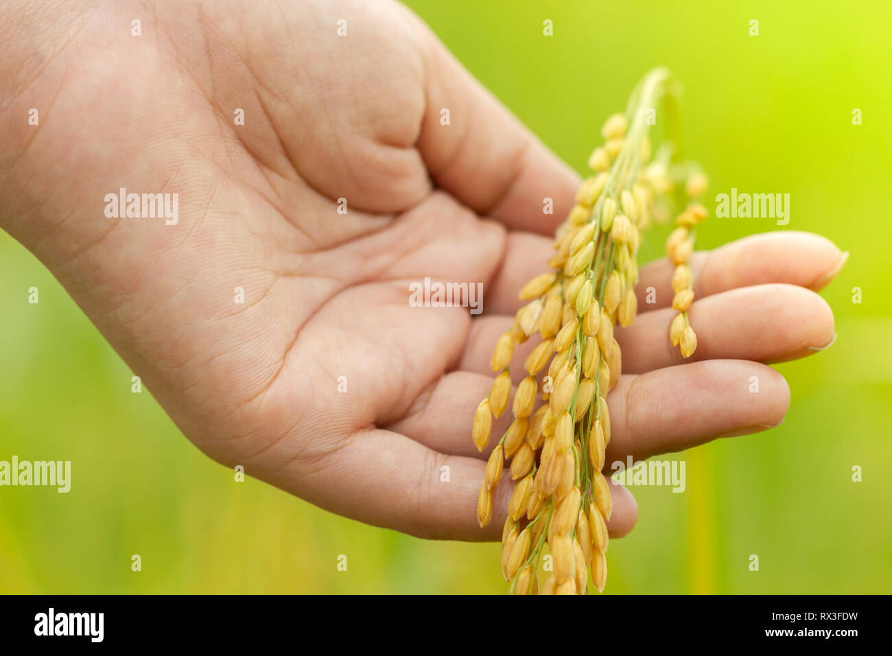 Hand holding rice grains among rice fields. The concept of agriculture ...