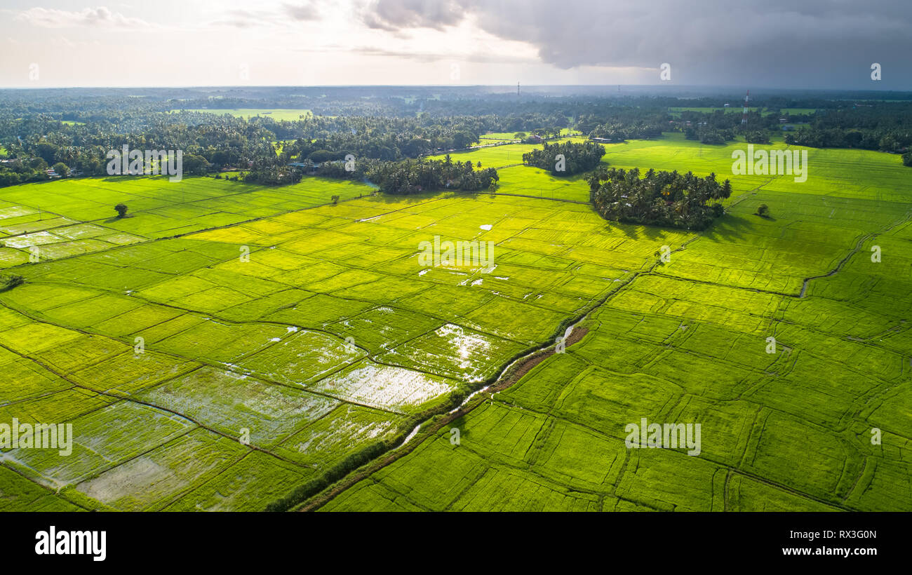 Rice field. tissamaharama, Sri Lanka Stock Photo - Alamy