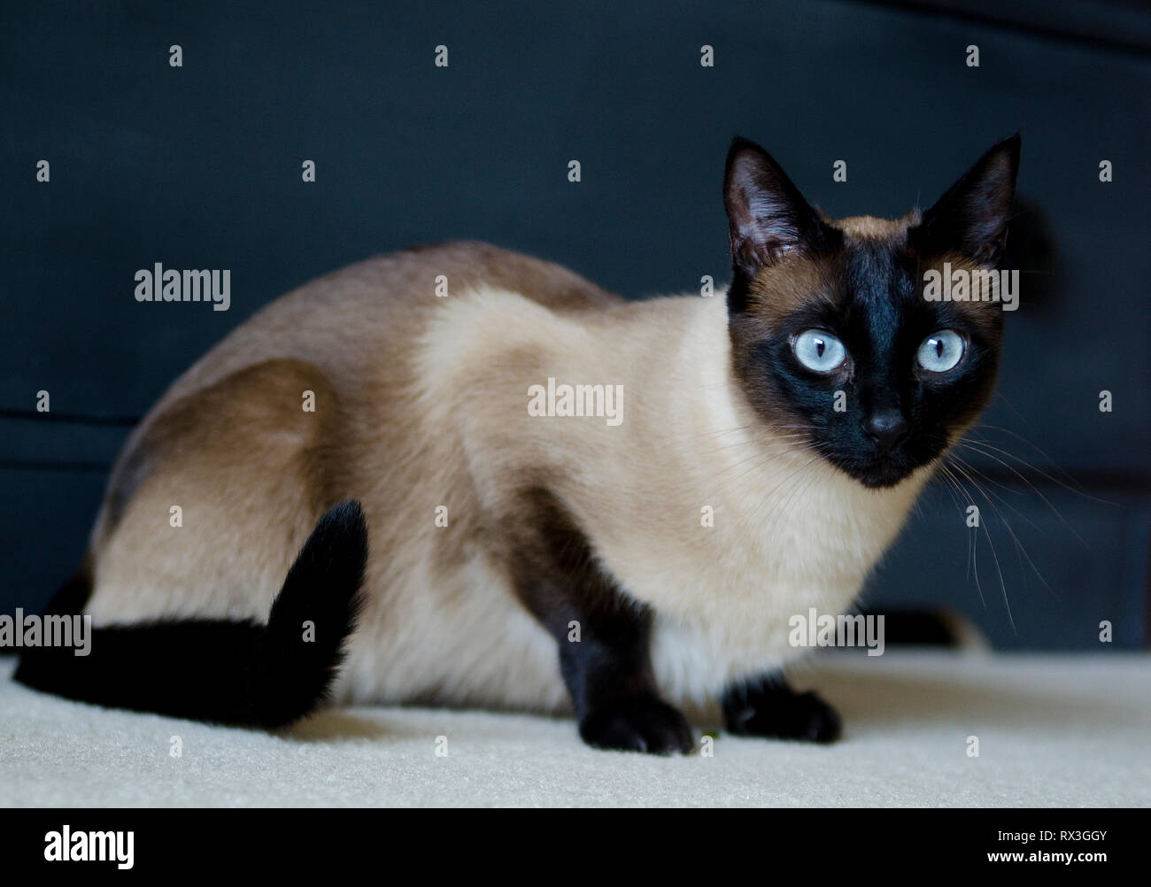 Domesticated house cat hi-res stock photography and images - Alamy